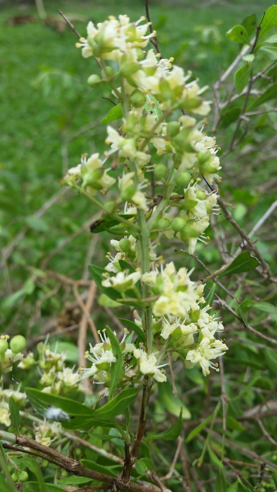 Warisan Petani: Pokok Inai.