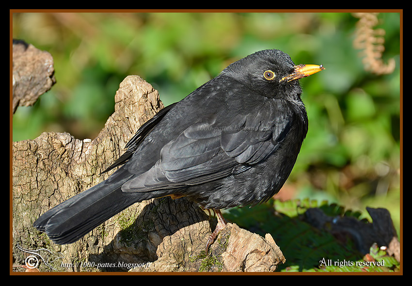 WILDLIFE GATEWAY: Merles noirs et merlettes