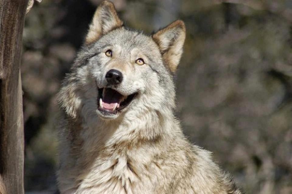 White Wolf : 30 Pictures That Will Make You Fall In Love With Wolves