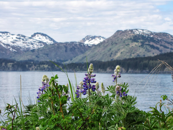 Living in Kodiak: Kodiak snakes
