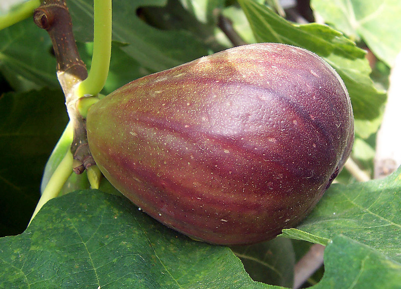 When Do Fig Trees Bear Fruit when-do-fig-trees-bear-fruit