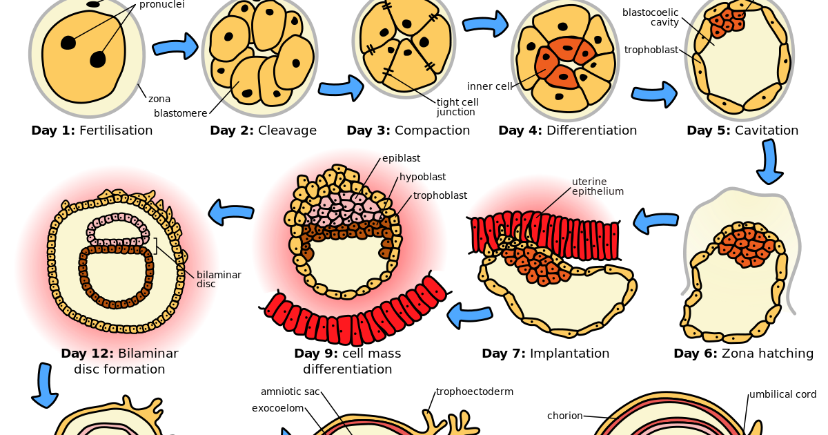 la embriogenesis: la embriogenesis