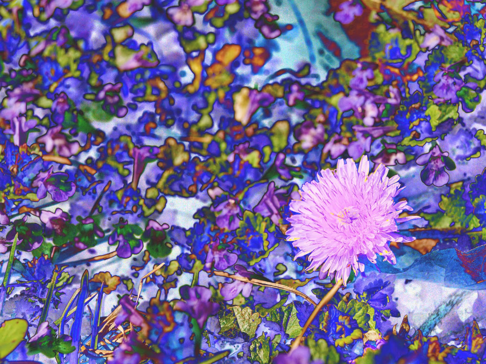 pct photography: Solarization