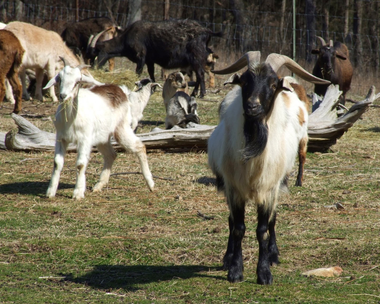 Prairie Rose Publications: A Few Goats More: Goats in a Western? Sure ...
