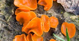 Plant Life: Ascomycetes