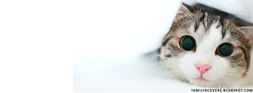 My India FB Covers: Cat face - Animal FB Cover