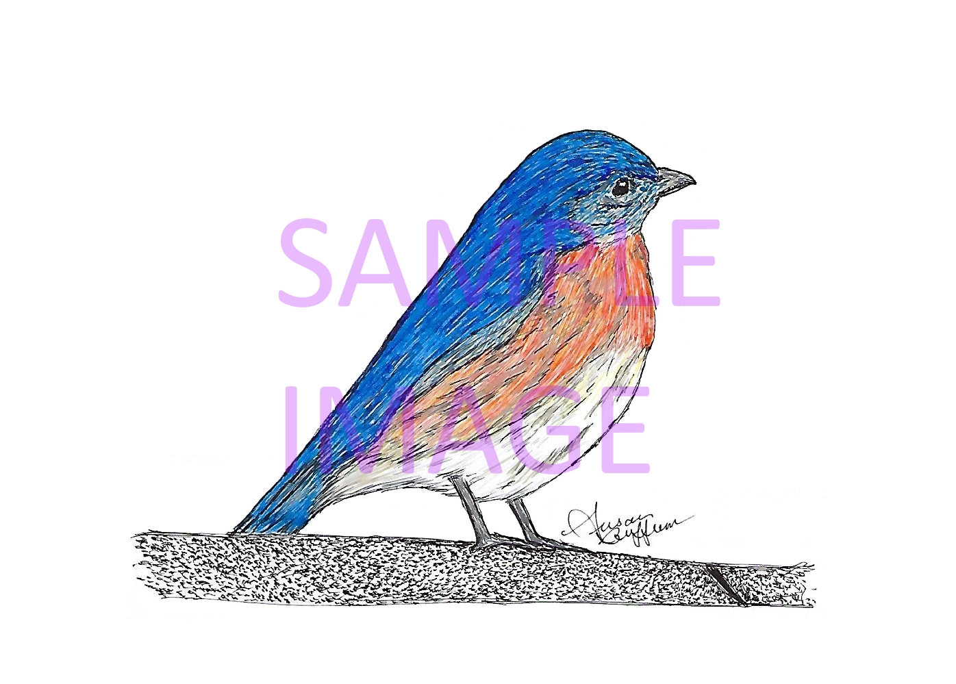 Susan Buffum- Author: Birds