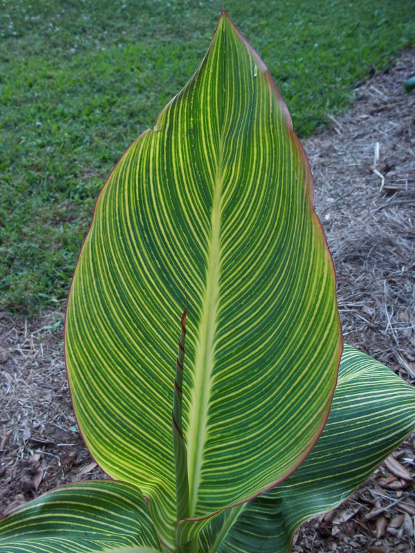 Davy's Louisiana Gardening Blog: More Beautiful Foliage