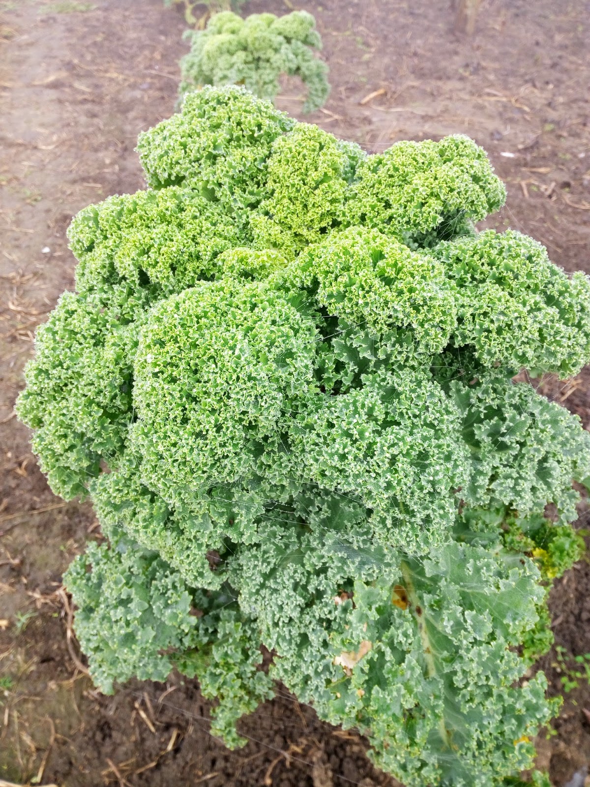 Menta Olandeza sau Izdraeliana: Rasaduri varza Kale