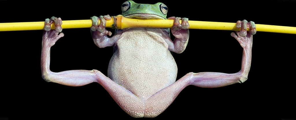 மழைக்காலப் பாடகன் தவளை | என் கண்ணில்.!!