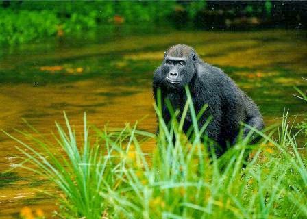 My postcard collection: Dzanga Sangha - Central African Republic