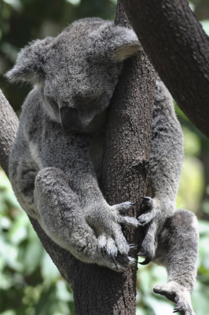 Arthur Stace: CURRUMBIN WILDLIFE SANCTUARY