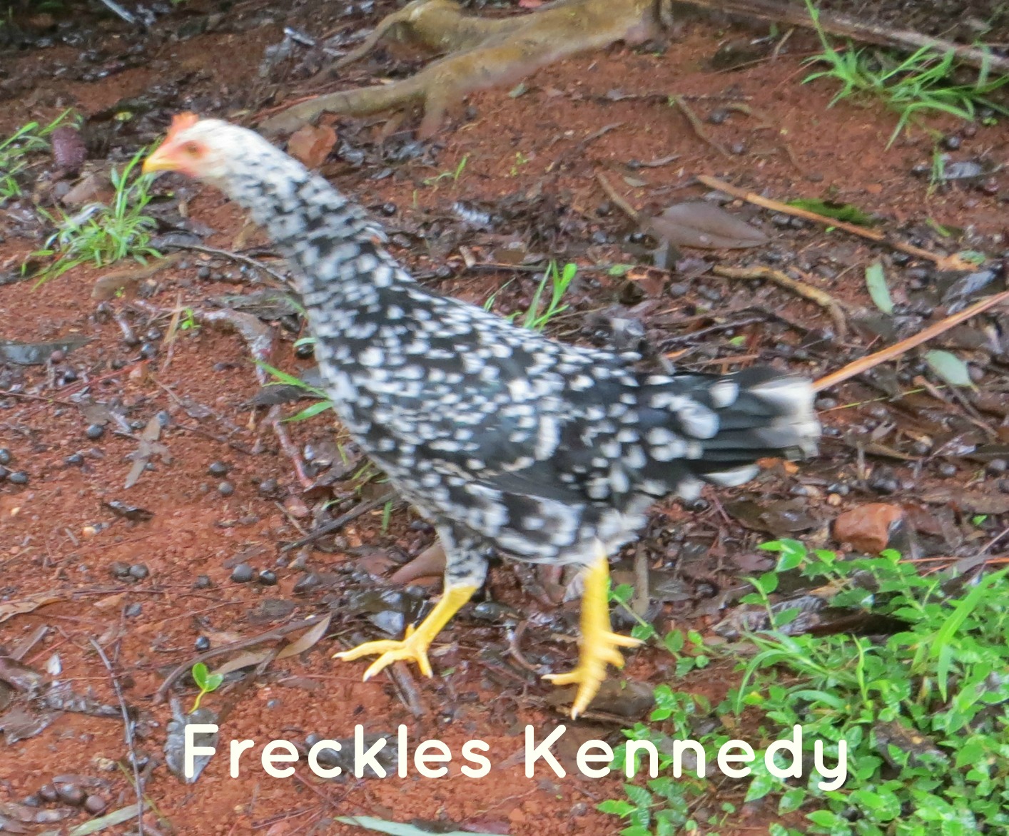 Finding Fifth: Chickens