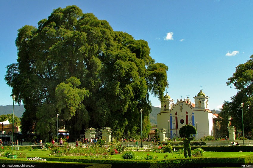 TV CANAL M MEXICO: ÁRBOL DE TULE