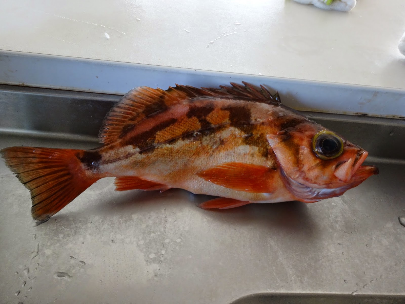Ryushin's Beautiful Nature: Japanese rockfish, 沖メバル