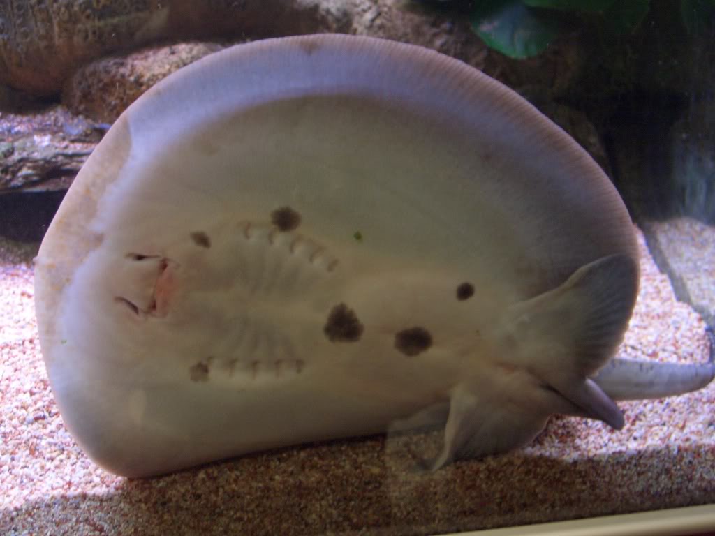 Filo cordados: peixes condrictes e osteíctes. | Biologia: A ciência da vida