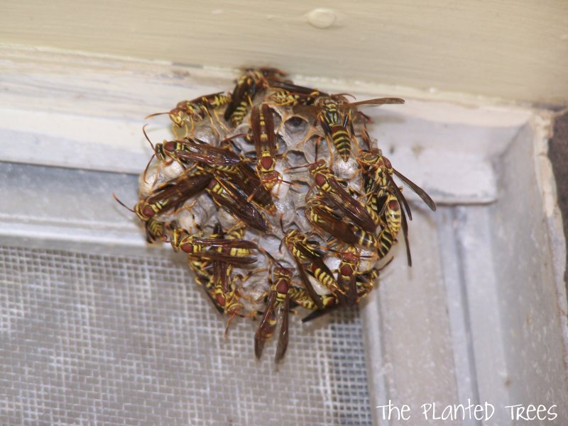 The Planted Trees: Wordless Wednesday: You Need a Jacket in the Fall