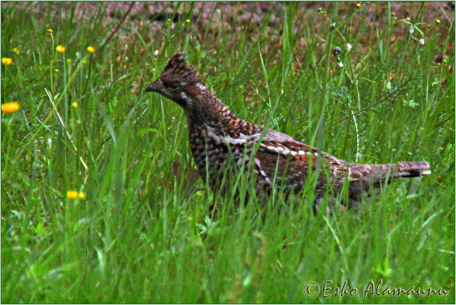 Eko-Kuvia: 'Piha-Pyy....'
