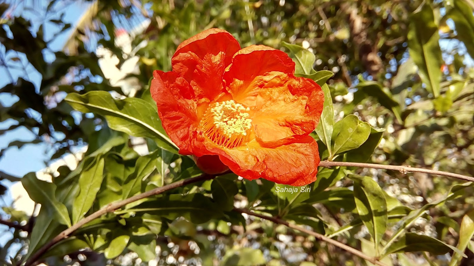 Pomegranate flower & leaves Tambuli