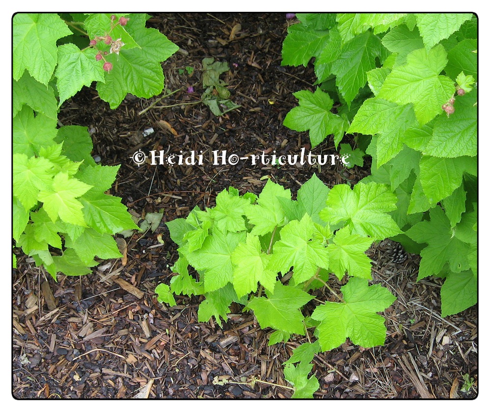 Heidi Horticulture: Plant Profile: Rubus odoratus - Flowering Raspberry