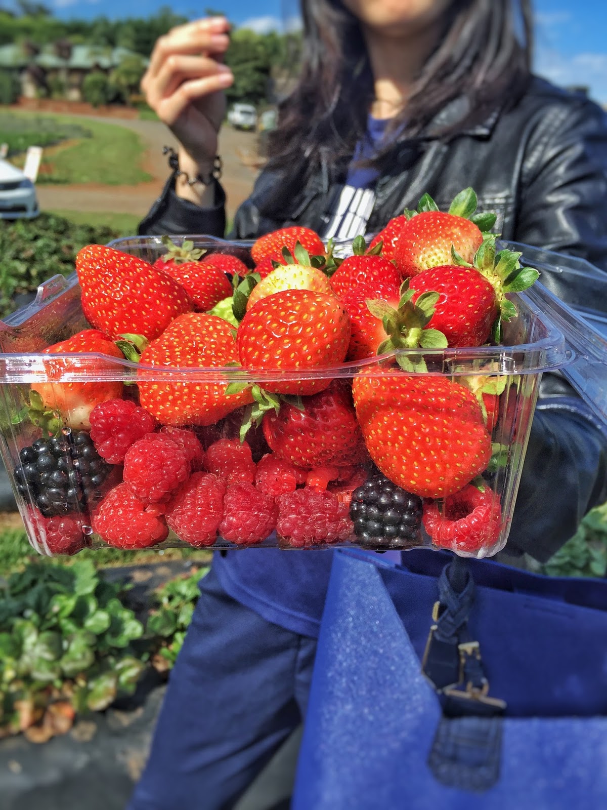 Jay Berry Farm: Blackberries, Strawberries and Raspberries Galore ...