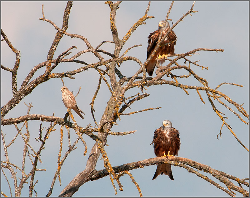 Wouts fotobloG: Rode wouw (Milvus milvus)