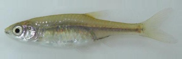 Species New to Science: [Ichthyology • 2013] Aphyocypris pulchrilineata ...