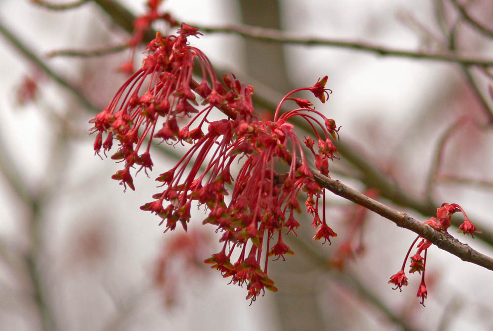 KY Natural Inquirer: It's a Bloomin' Flower!