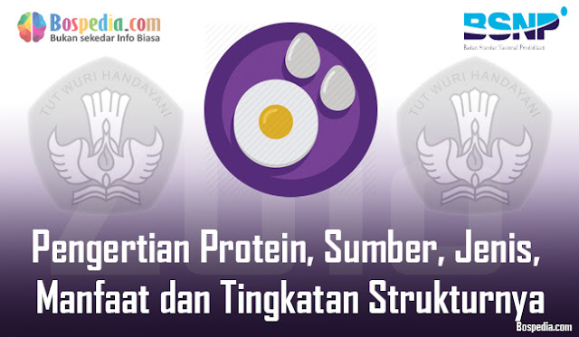Pengertian Protein, Sumber, Jenis, Manfaat dan Tingkatan Strukturnya ...