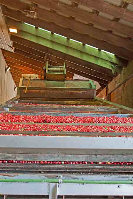 East Gwillimbury CameraGirl: Cranberries/ Our World