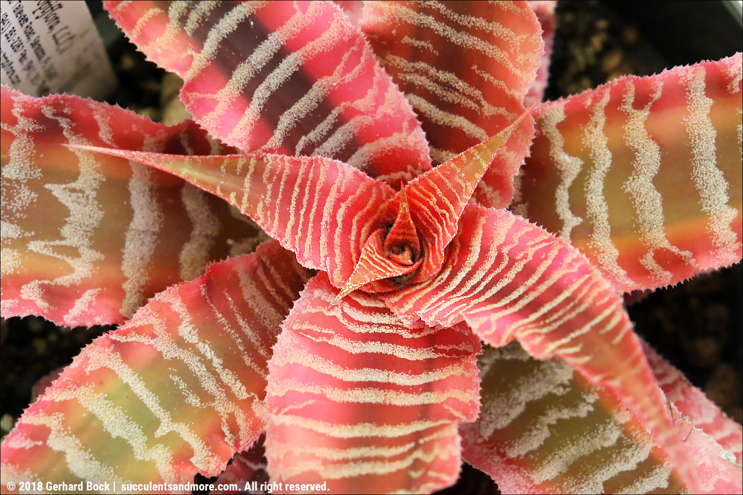 Bodacious bromeliads at Sacramento Bromeliad Society show