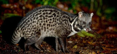 ENIGMATIKA (tupljenje i oštrenje): REČ PO RIJEČ (1822)