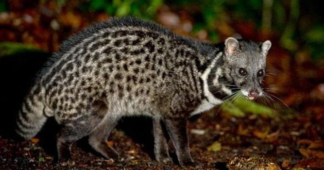 ENIGMATIKA (tupljenje i oštrenje): REČ PO RIJEČ (1822)