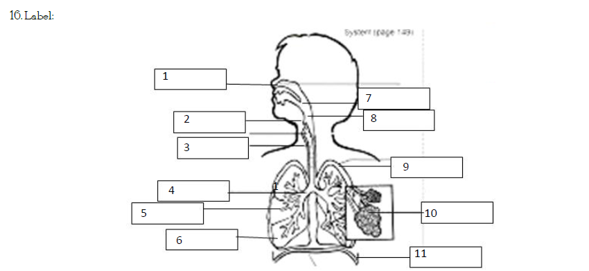 Natural Science 6 grade: 3. RESPIRATORY SYSTEM