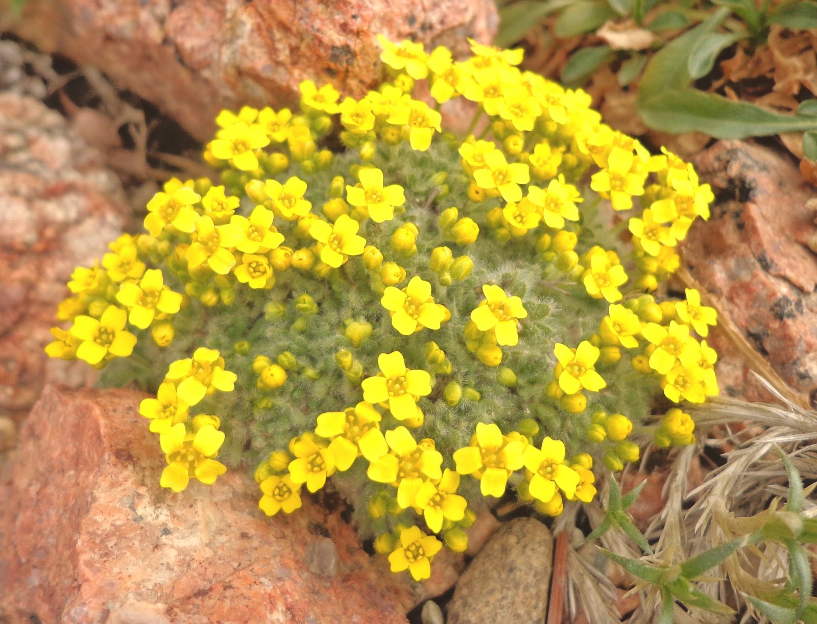 Prairiebreak: Daft over Drabas!