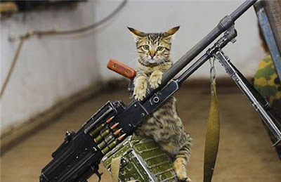 Funny Cats With Machine Guns Pictures | My Quotes Images
