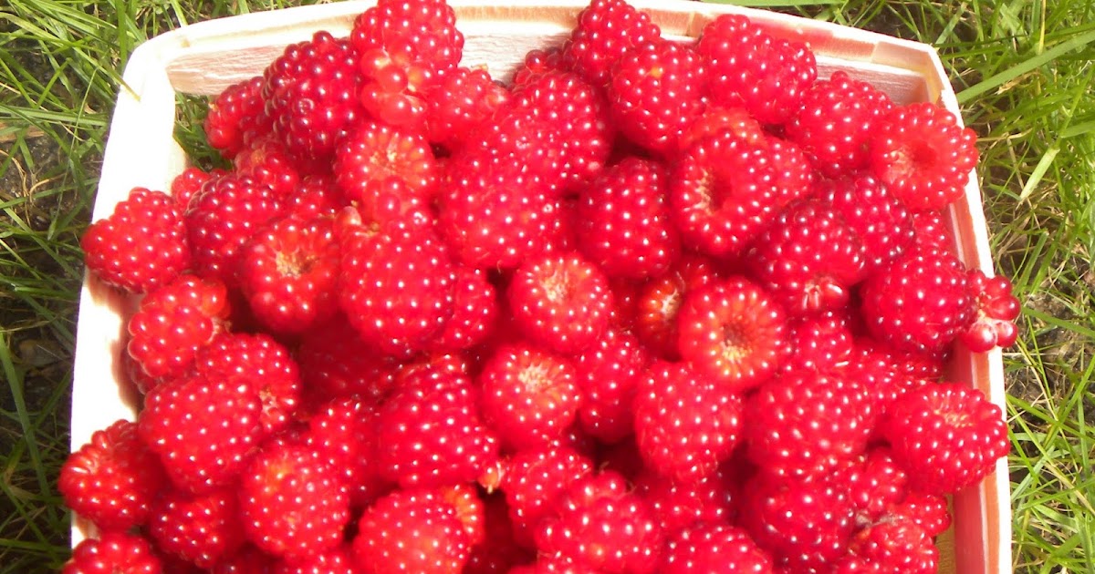 Cook's Cache: Wineberries