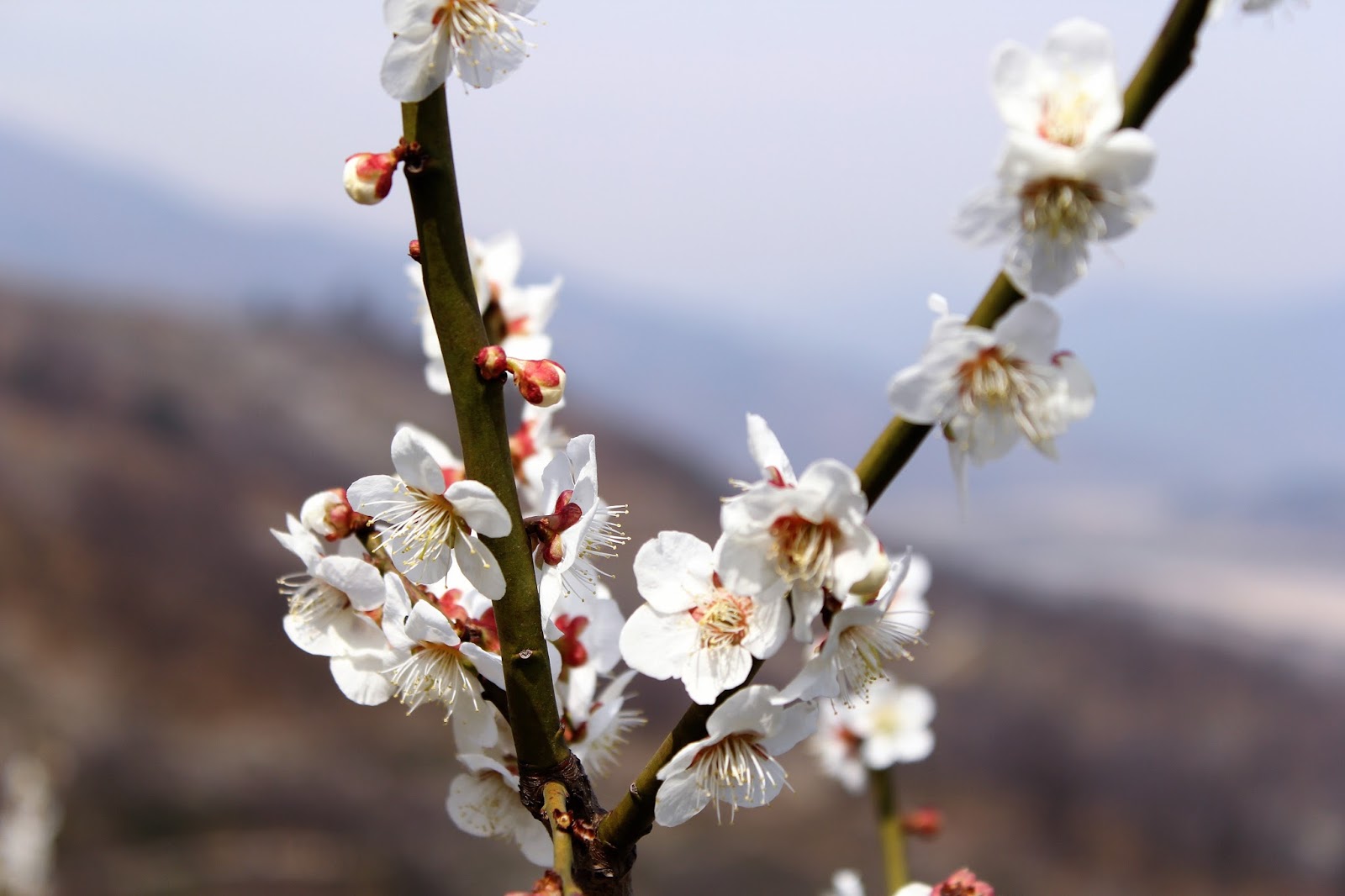 Travel attractions not to miss in Korea in March,The Gwangyang Maehwa ...