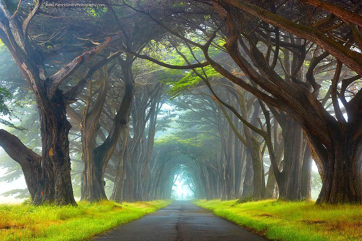 Keindahan Pepohon Sepanjang Jalan... - Relaks Minda