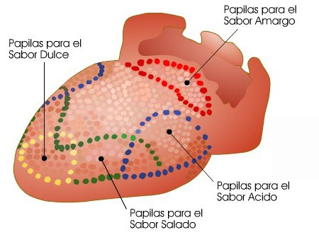 Ampliando y reforzando: La lengua humana.