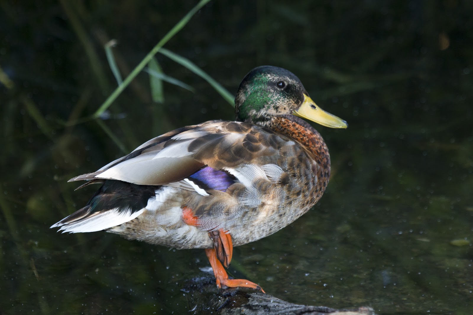 Foto naturalistiche: Germano reale maschio immaturo
