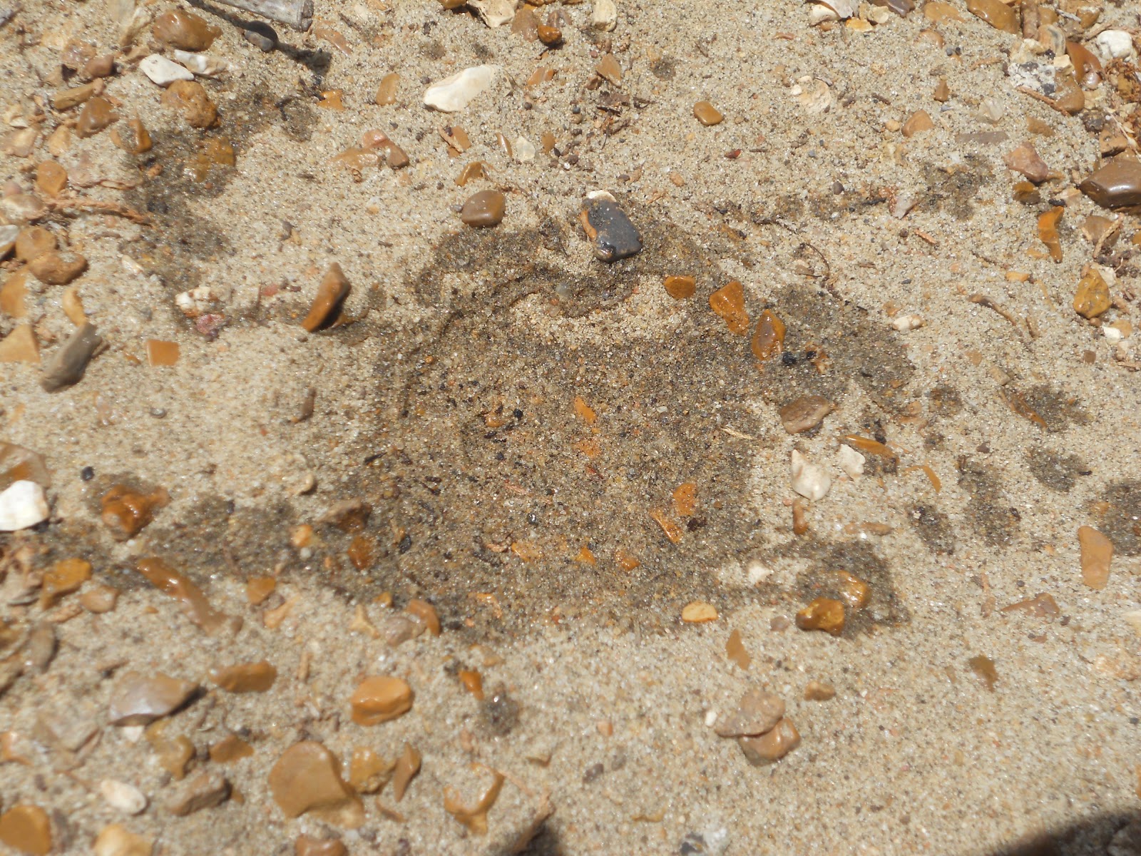 DIY Black Snake Fireworks with FREEBIE - SSSTeaching