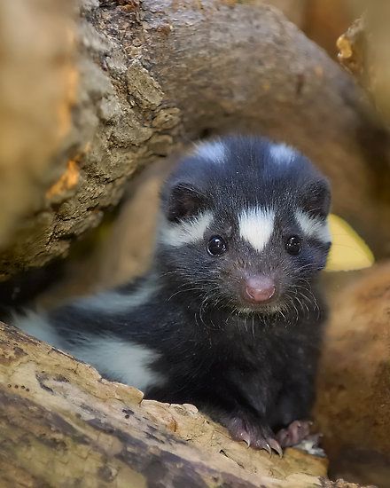 TVOR / SKUNK /Ovaj mali čupavac u Velikoj Britaniji je sve popularniji ...