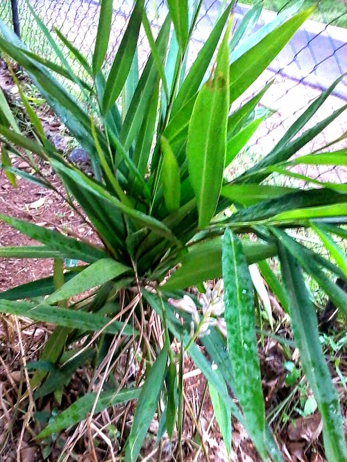 Snap Ginger-Alpinia calcarata-Heen Araththa | SL Flora