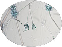 Rincón de Micología: Paecilomyces sp