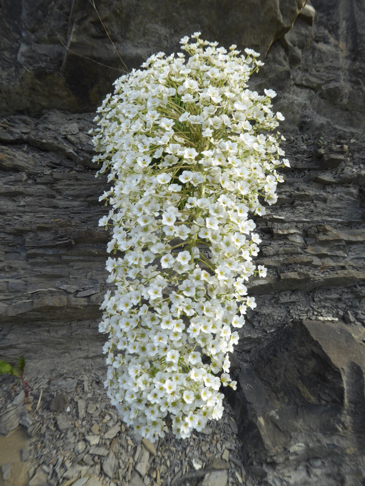 Latín y botánica: Corona de rey