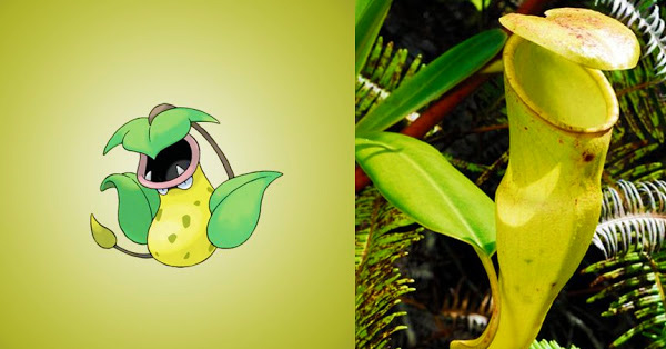 20 Pokemon and Their Real Life Counterparts