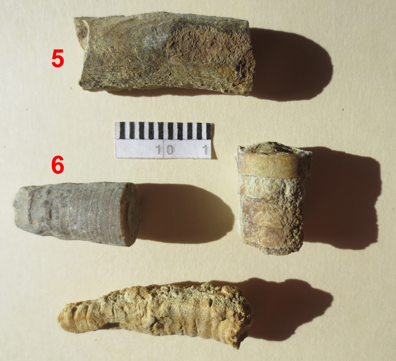 Equatorial Minnesota: Identifying invertebrate fossils