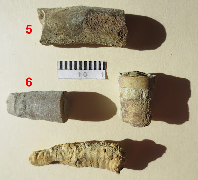 Equatorial Minnesota: Identifying invertebrate fossils