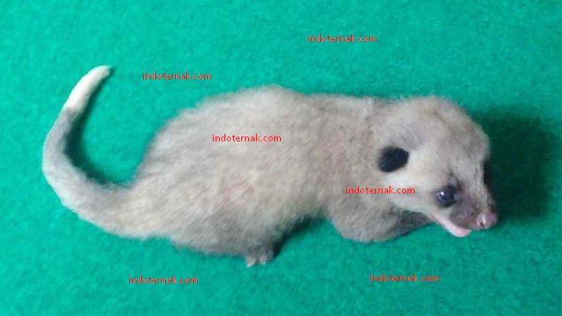 Karakteristik sifat Musang Bulan Baby dan Dewasa - Indoternak